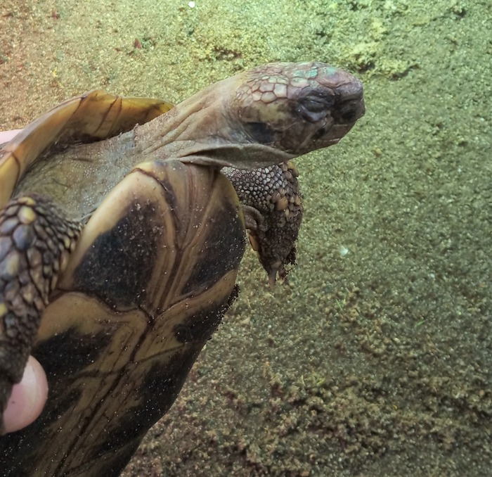 Zánět spojivky :: Chov želv